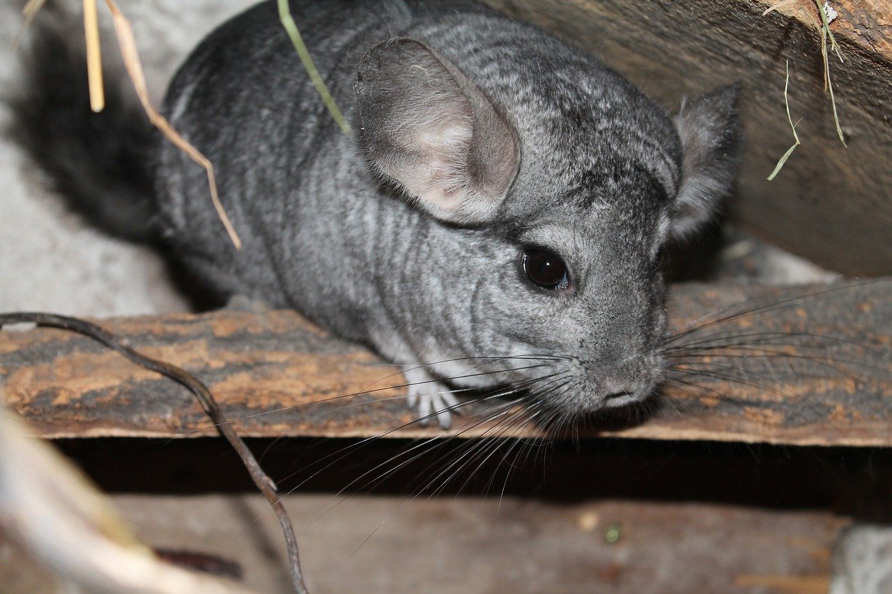 Le Chinchilla Rongeur nocturne doux et calme - Anima Paradiso